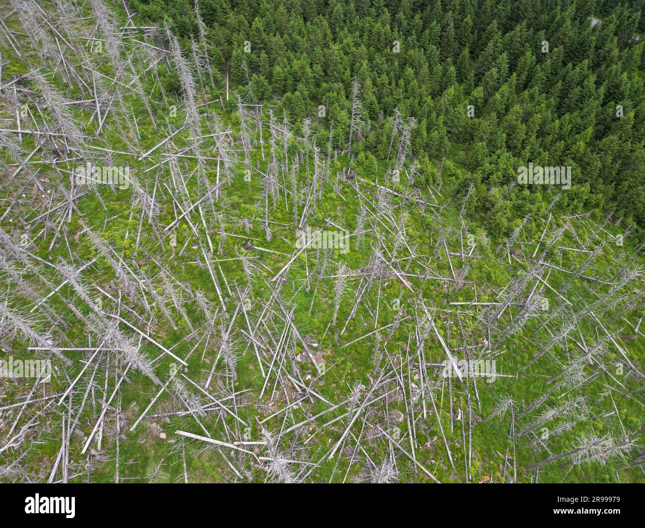 Harz, Germany. 20th June, 2023. View of dead trees in the Brocken area ...