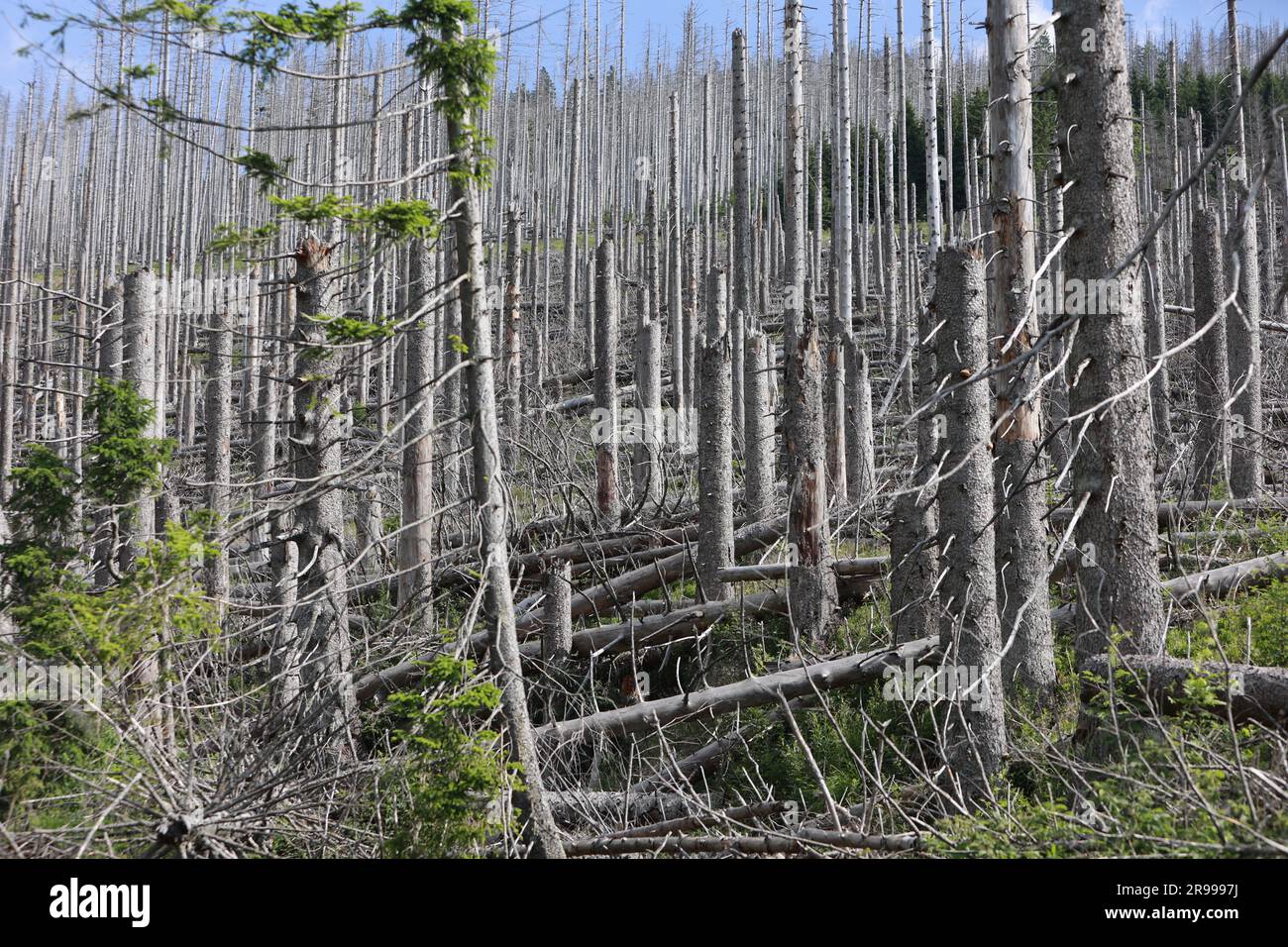 Harz, Germany. 25th June, 2023. View of dead trees in the Brocken area ...