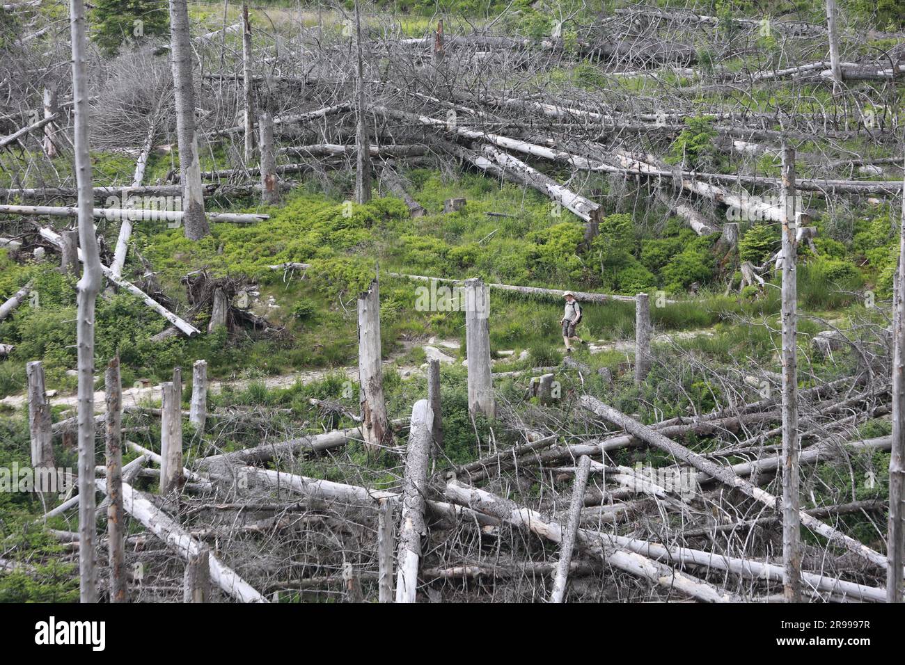 Harz, Germany. 25th June, 2023. Hikers walk past dead trees in the ...