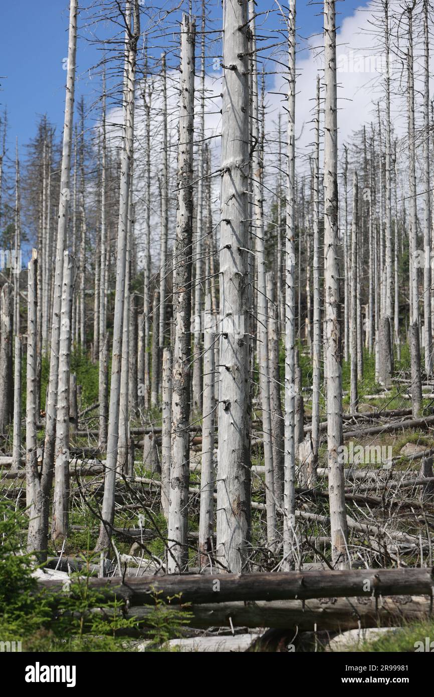 Harz, Germany. 25th June, 2023. View of dead trees in the Brocken area ...