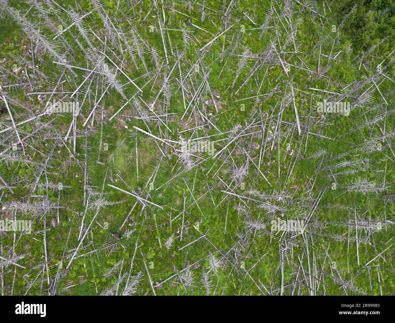 Harz, Germany. 20th June, 2023. View of dead trees in the Brocken area ...