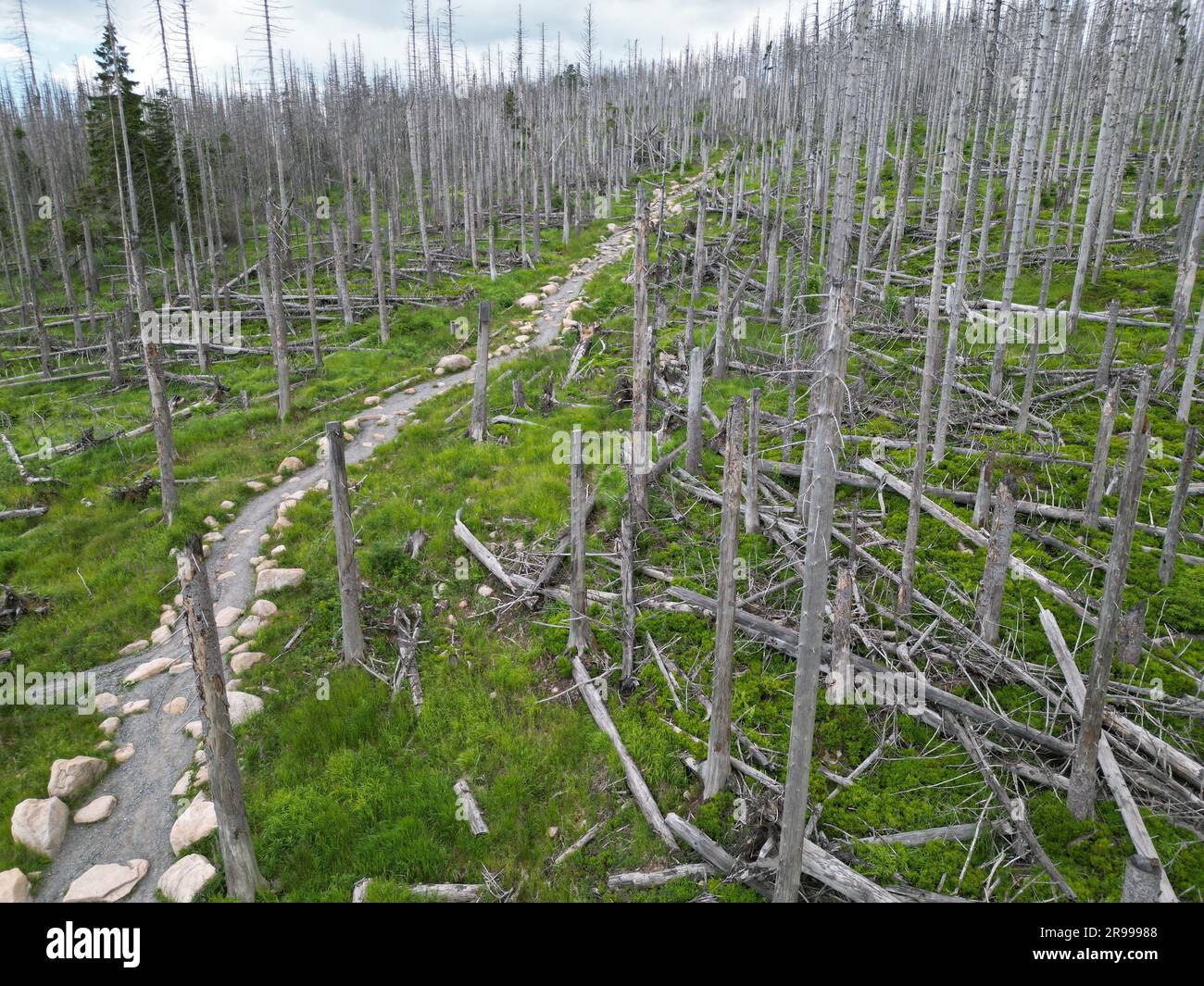 Harz, Germany. 20th June, 2023. View of dead trees in the Brocken area ...