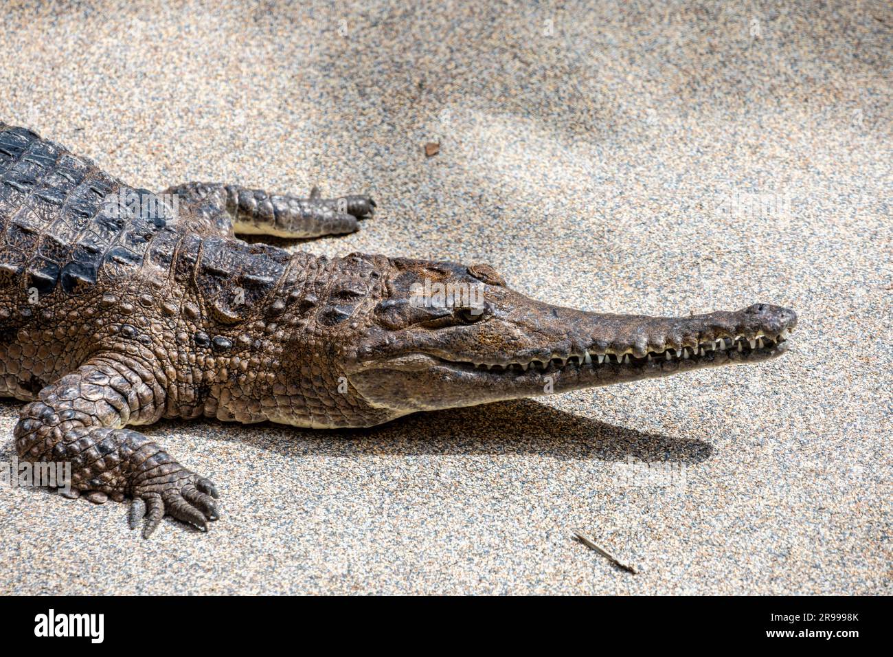 The freshwater crocodile (Crocodylus johnstoni) is a species of ...