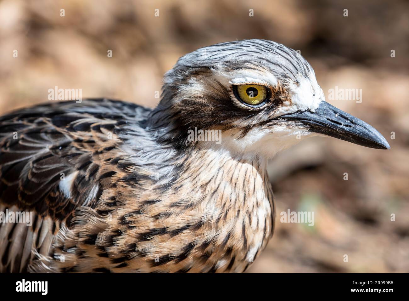 Australian ground dwelling bird hi-res stock photography and images - Alamy