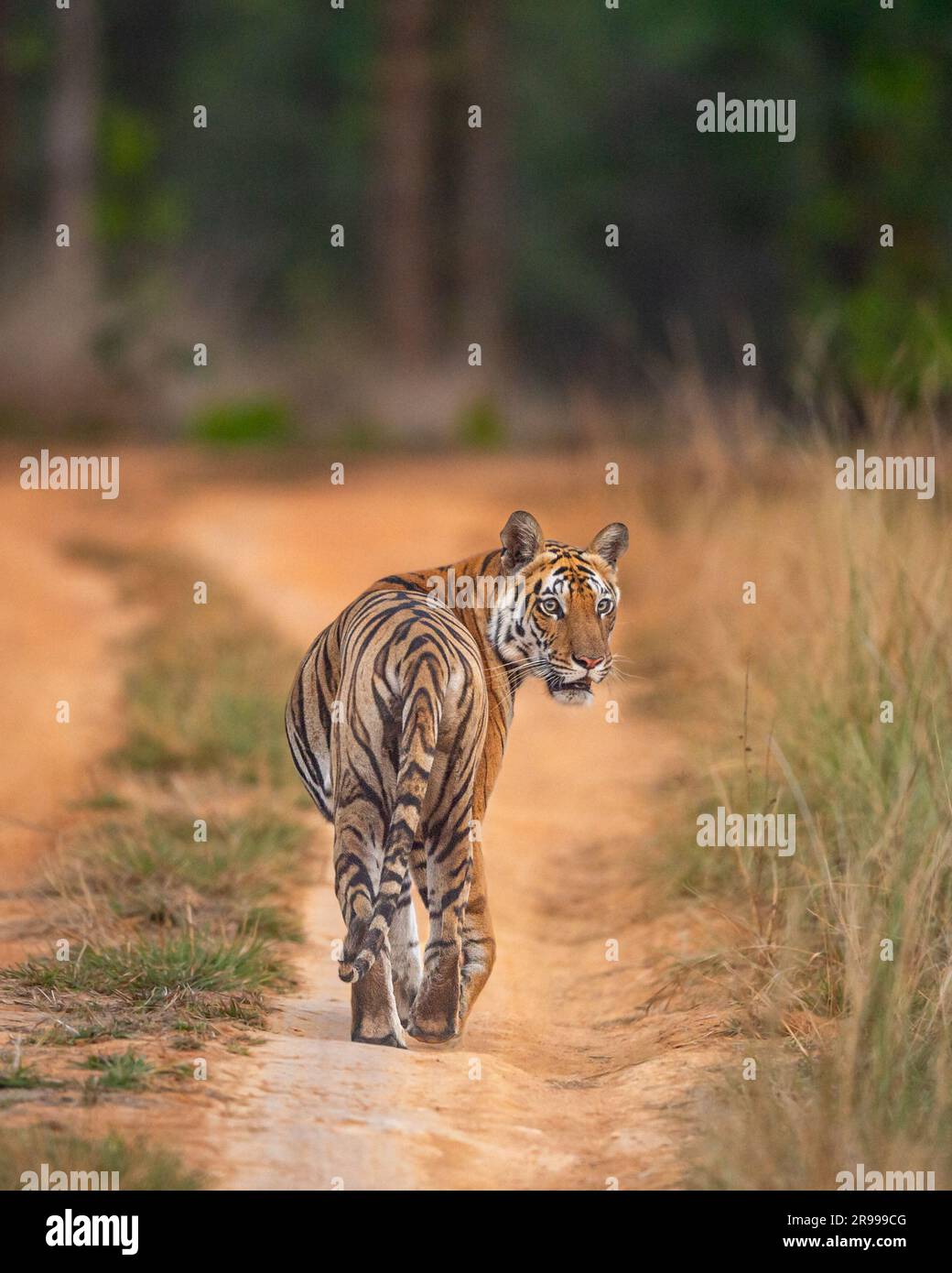 wild female bengal tiger or panthera tigris roadblock with back profile ...