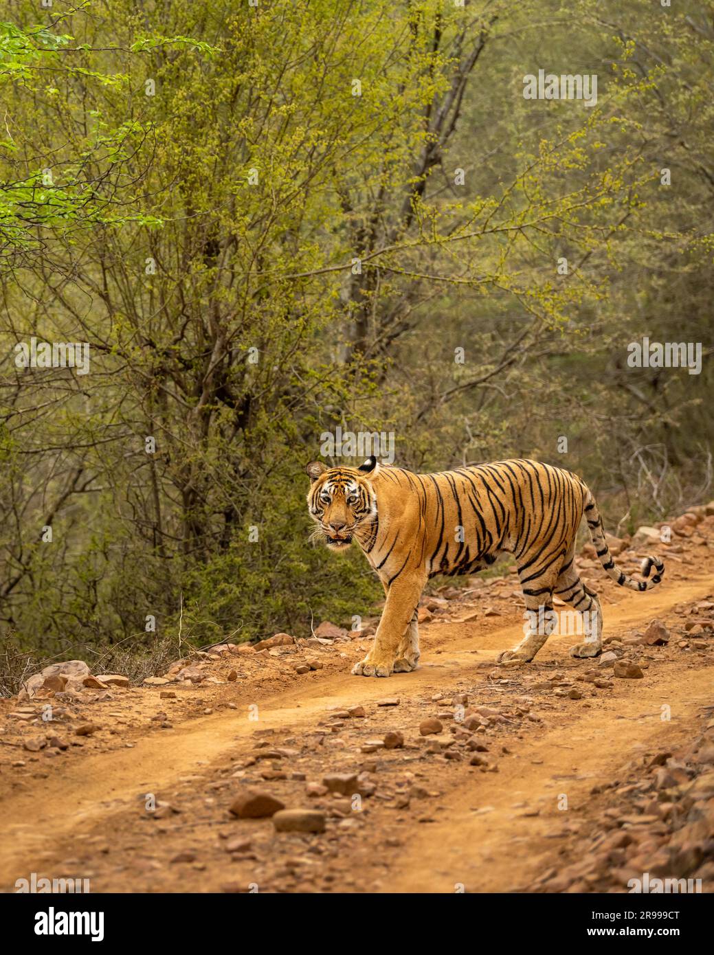 wild female bengal tiger or panthera tigris walking or crossing one of ...