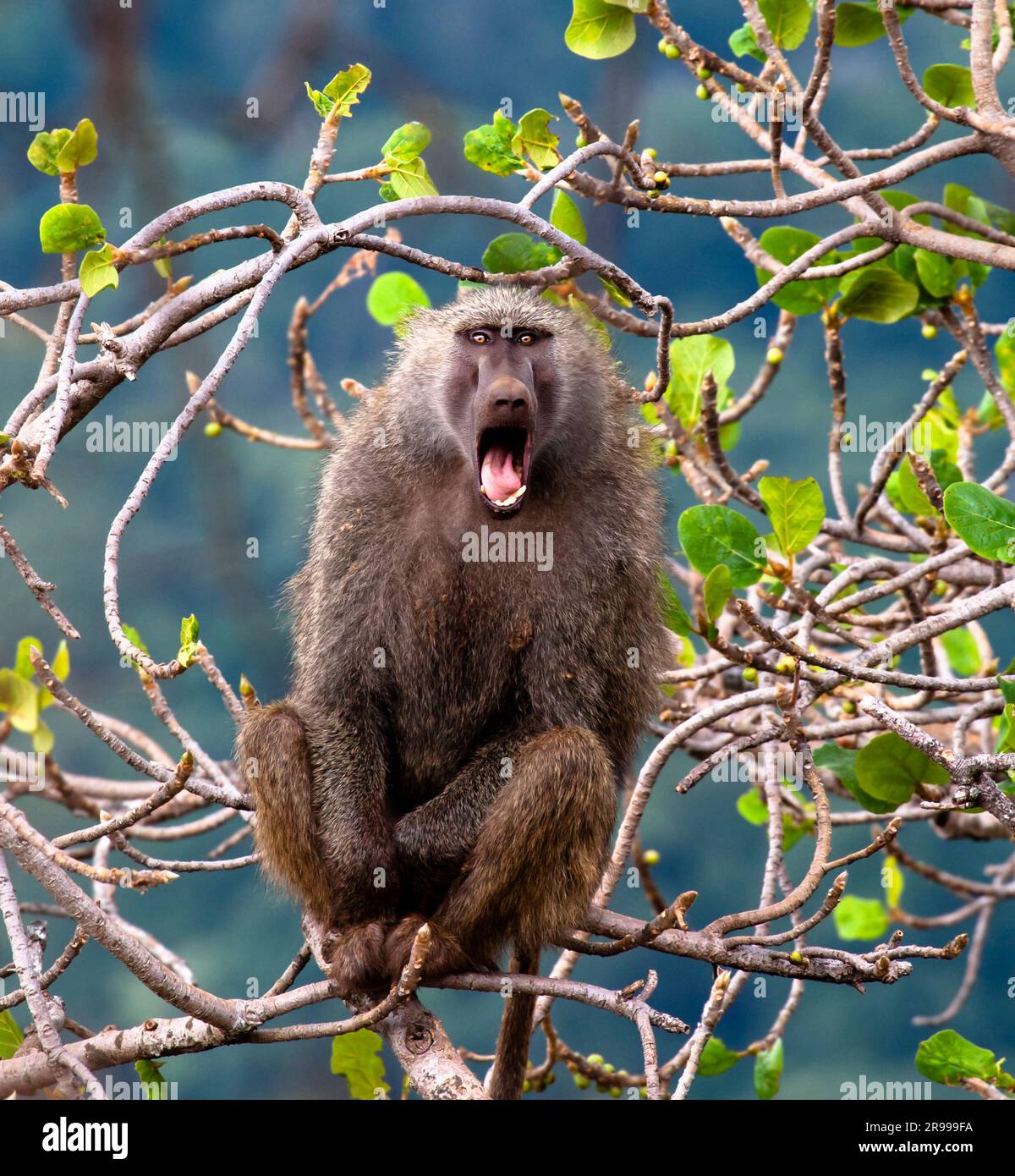 Angry male baboon hi-res stock photography and images - Alamy