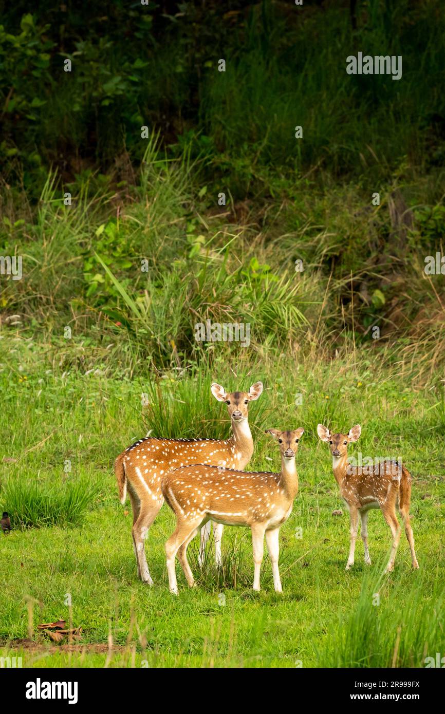 wild spotted deer or chital or axis deer family side profile in herd or ...