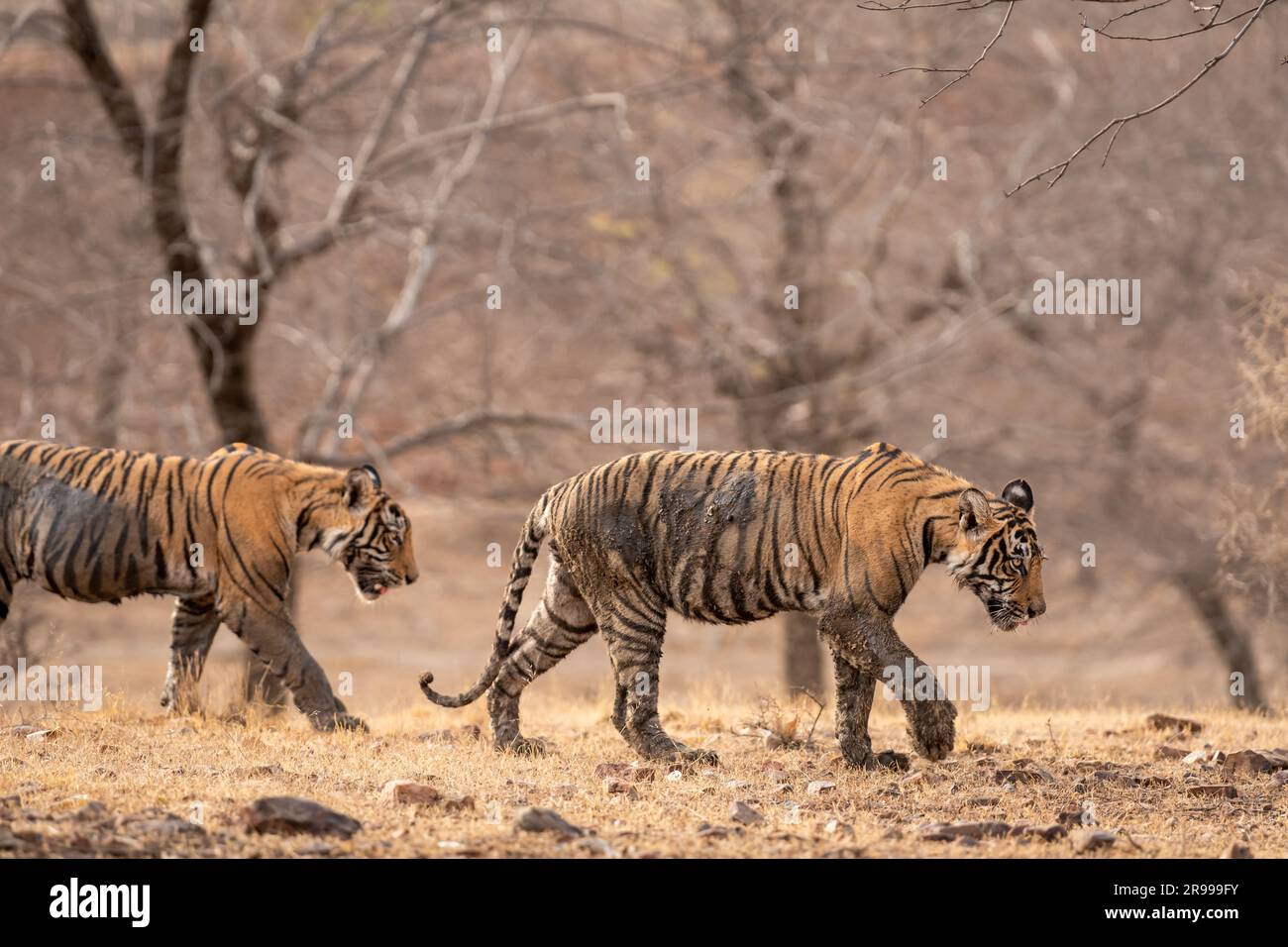 Tiger Body Profile 1,000+ Tiger Side Profile Stock Photos, Pictures