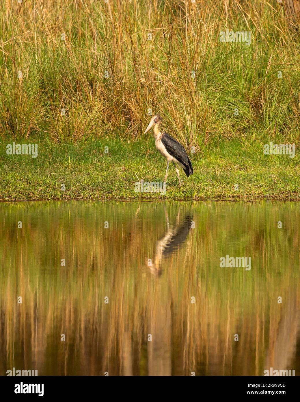 Lesser adjutant stork or Leptoptilos javanicus large wading bird with ...