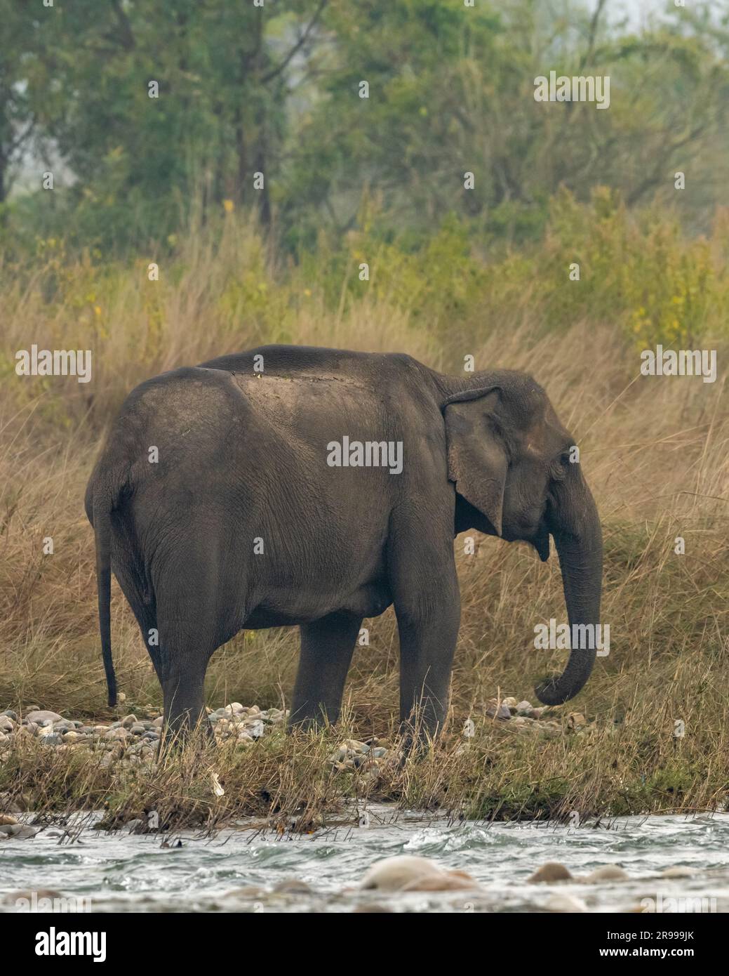 wild female asian elephant or Elephas maximus indicus in winter morning ...