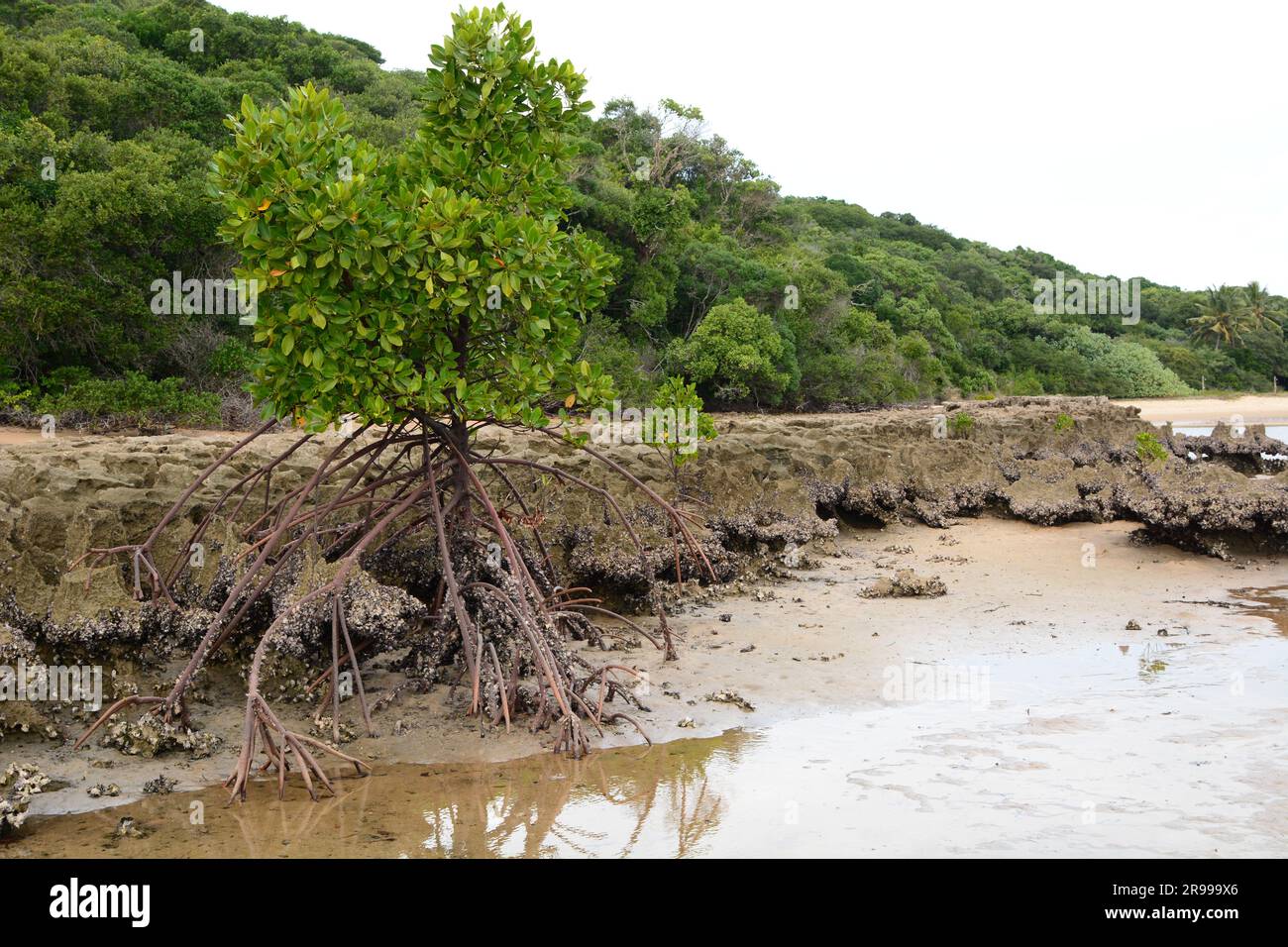 Mangrove at Santa Maria beach. Inhaca island. Maputo municipality ...