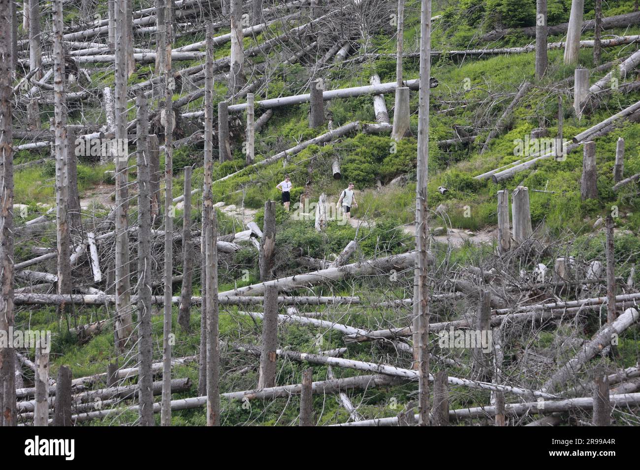 Harz, Germany. 25th June, 2023. Hikers walk past dead trees in the ...