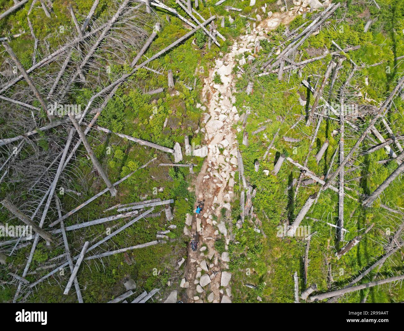 Harz, Germany. 20th June, 2023. Hikers walk past dead trees in the ...
