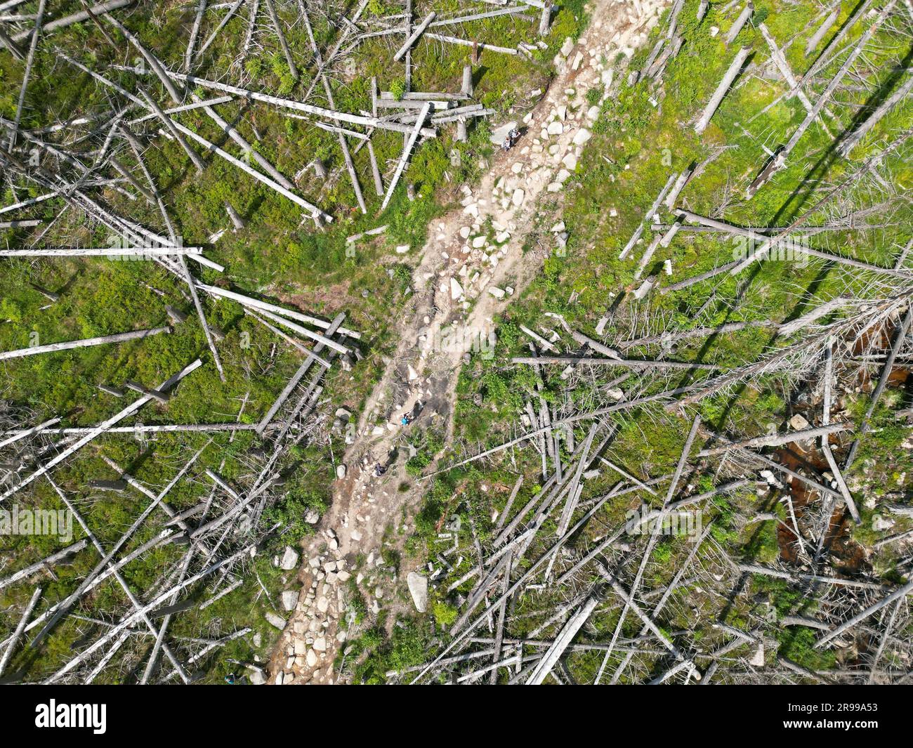 Harz, Germany. 20th June, 2023. View of dead trees in the Brocken area ...