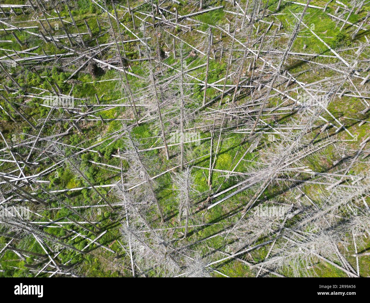 Harz, Germany. 20th June, 2023. View of dead trees in the Brocken area ...