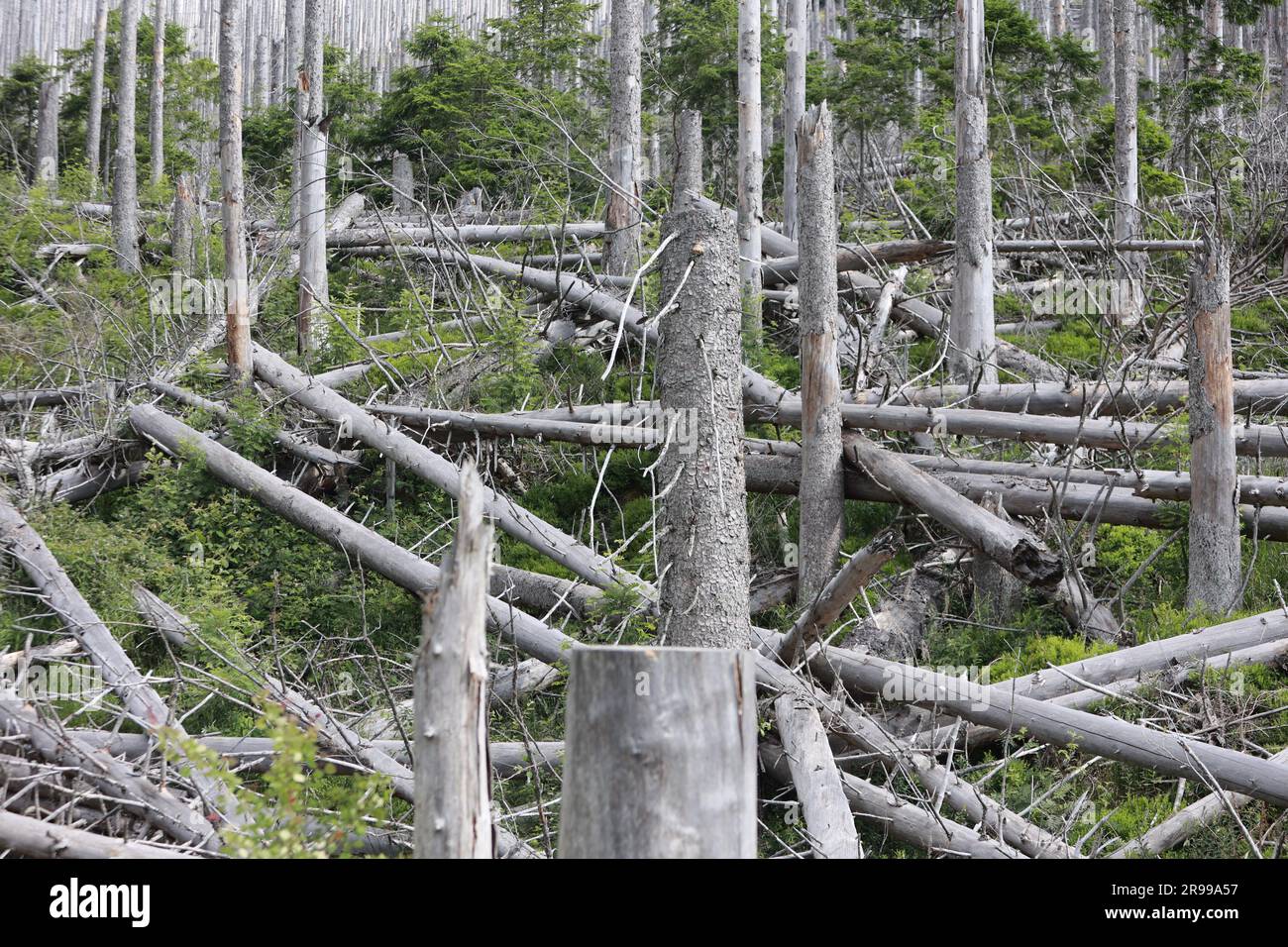 Harz, Germany. 25th June, 2023. View of dead trees in the Brocken area ...