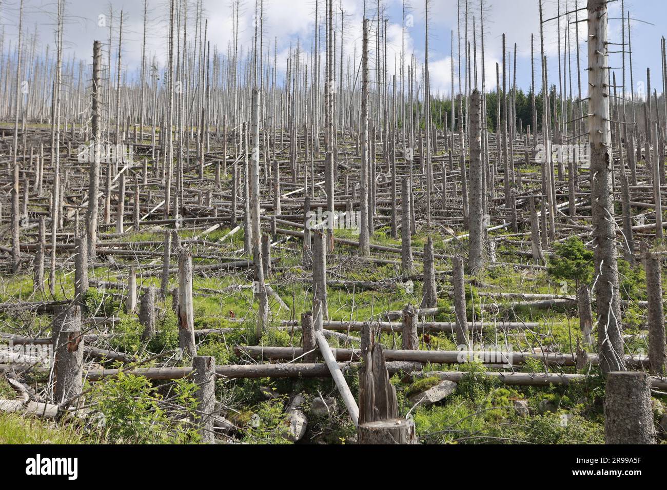 Harz, Germany. 25th June, 2023. View of dead trees in the Brocken area ...