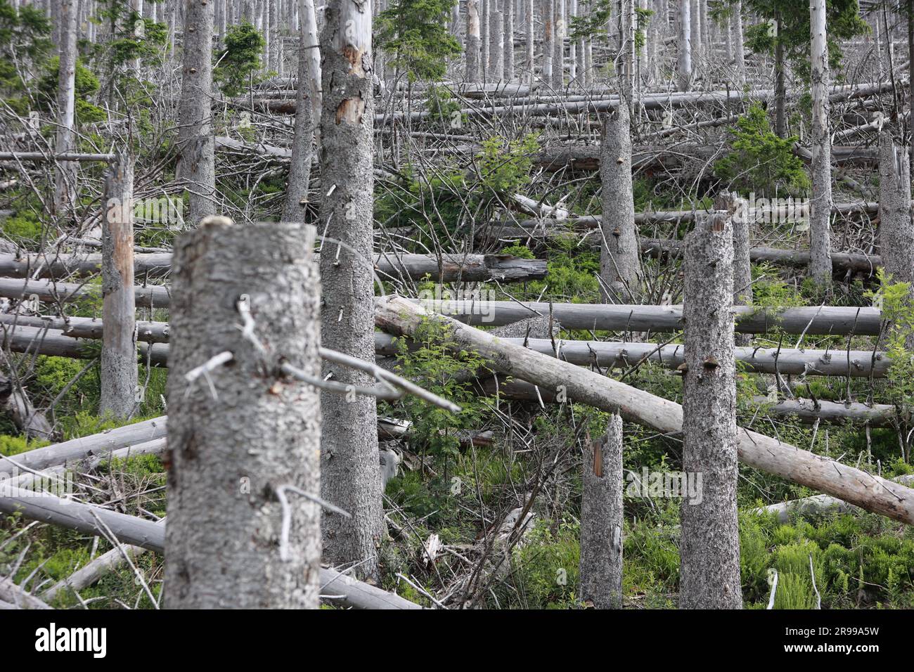 Harz, Germany. 25th June, 2023. View of dead trees in the Brocken area ...