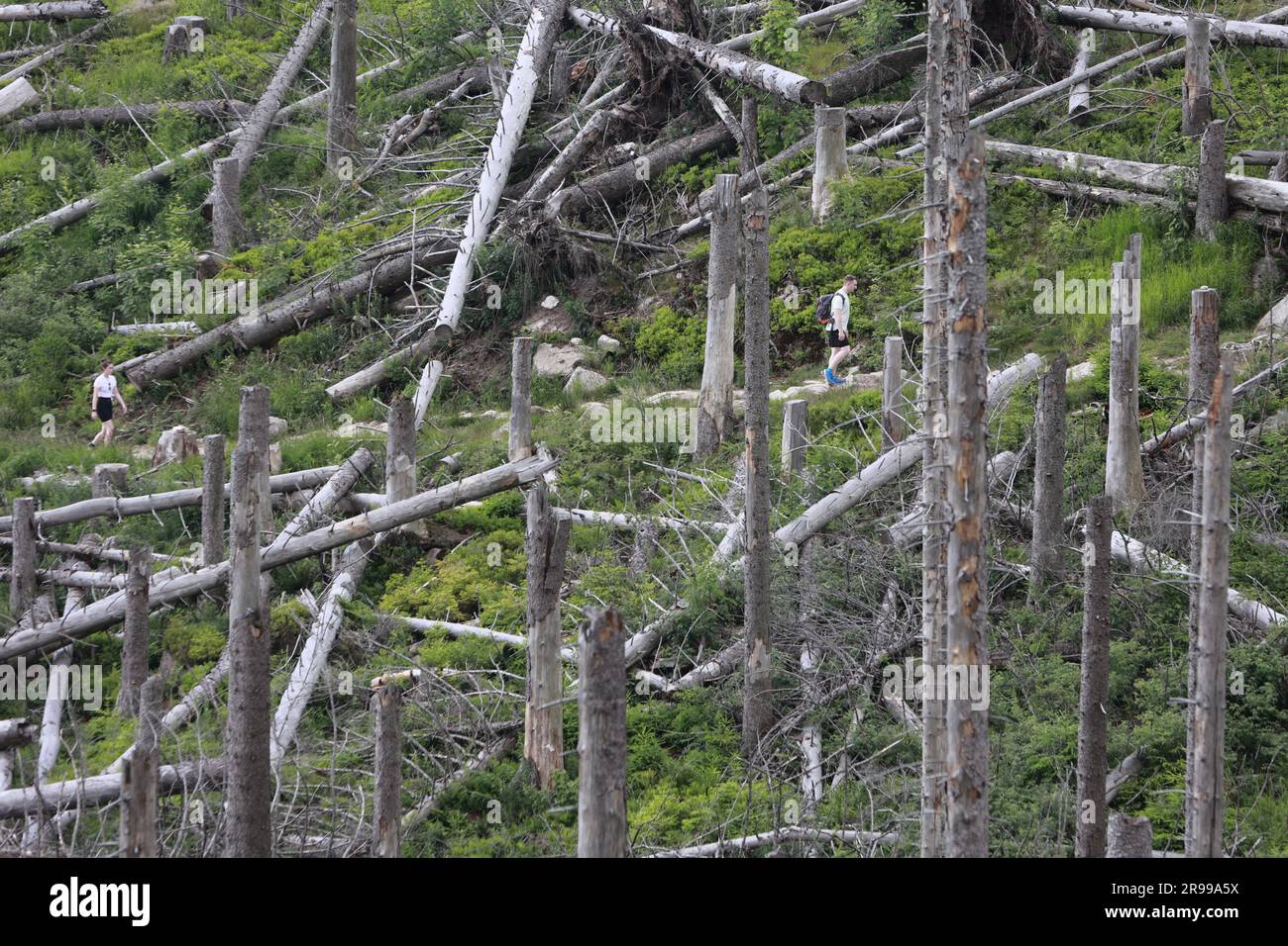 Harz, Germany. 25th June, 2023. Hikers walk past dead trees in the ...