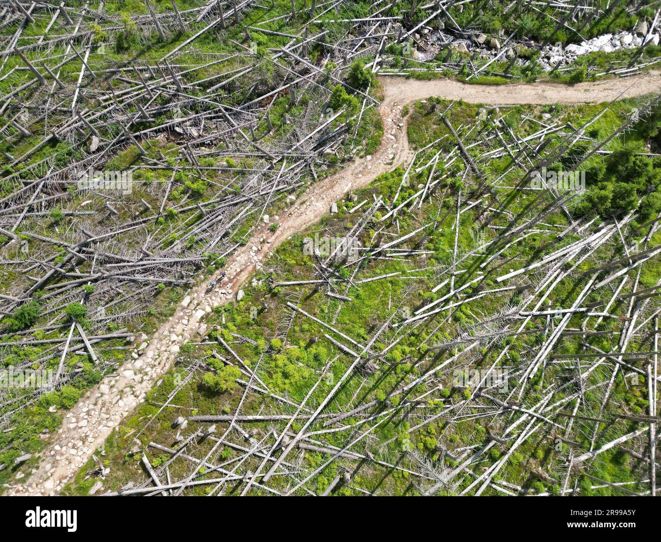 Harz, Germany. 20th June, 2023. View of dead trees in the Brocken area ...