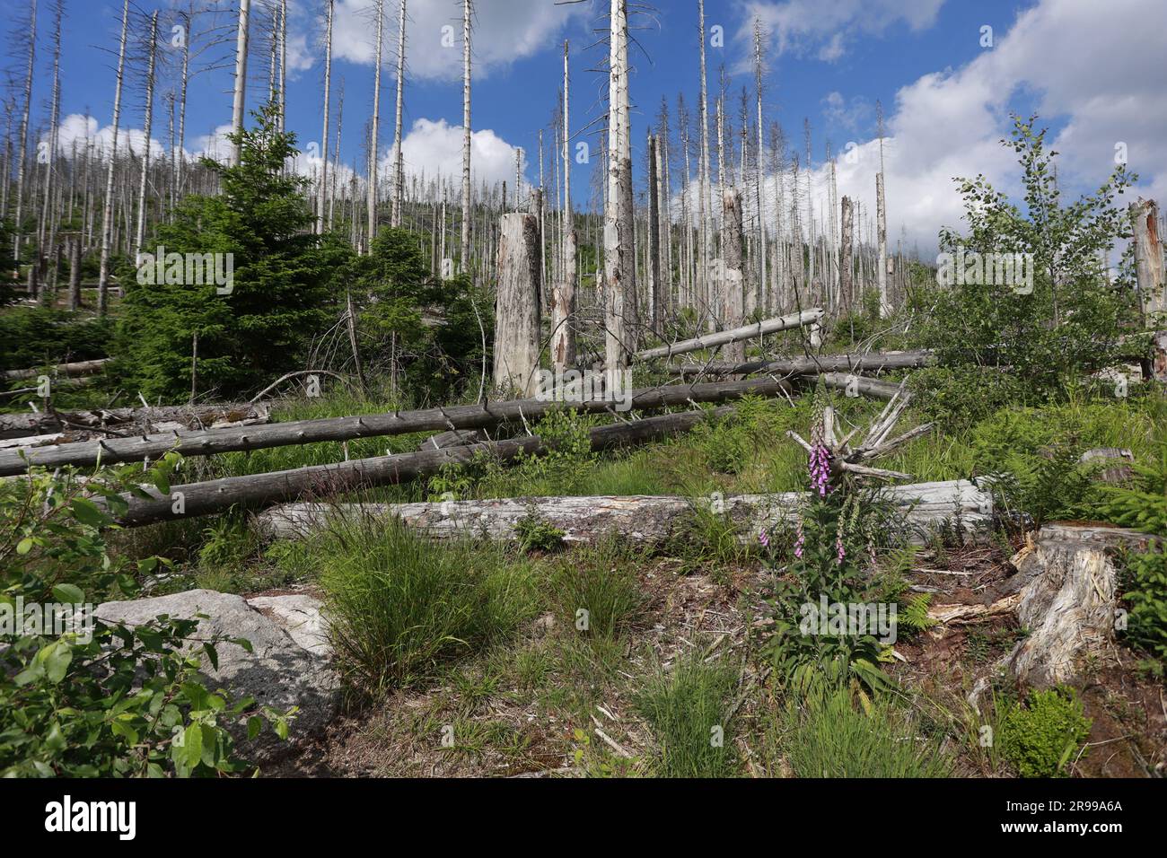 Harz, Germany. 25th June, 2023. View of dead trees in the Brocken area ...
