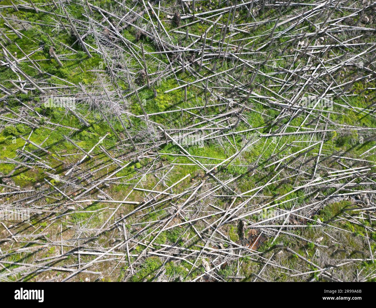 Harz, Germany. 20th June, 2023. View of dead trees in the Brocken area ...