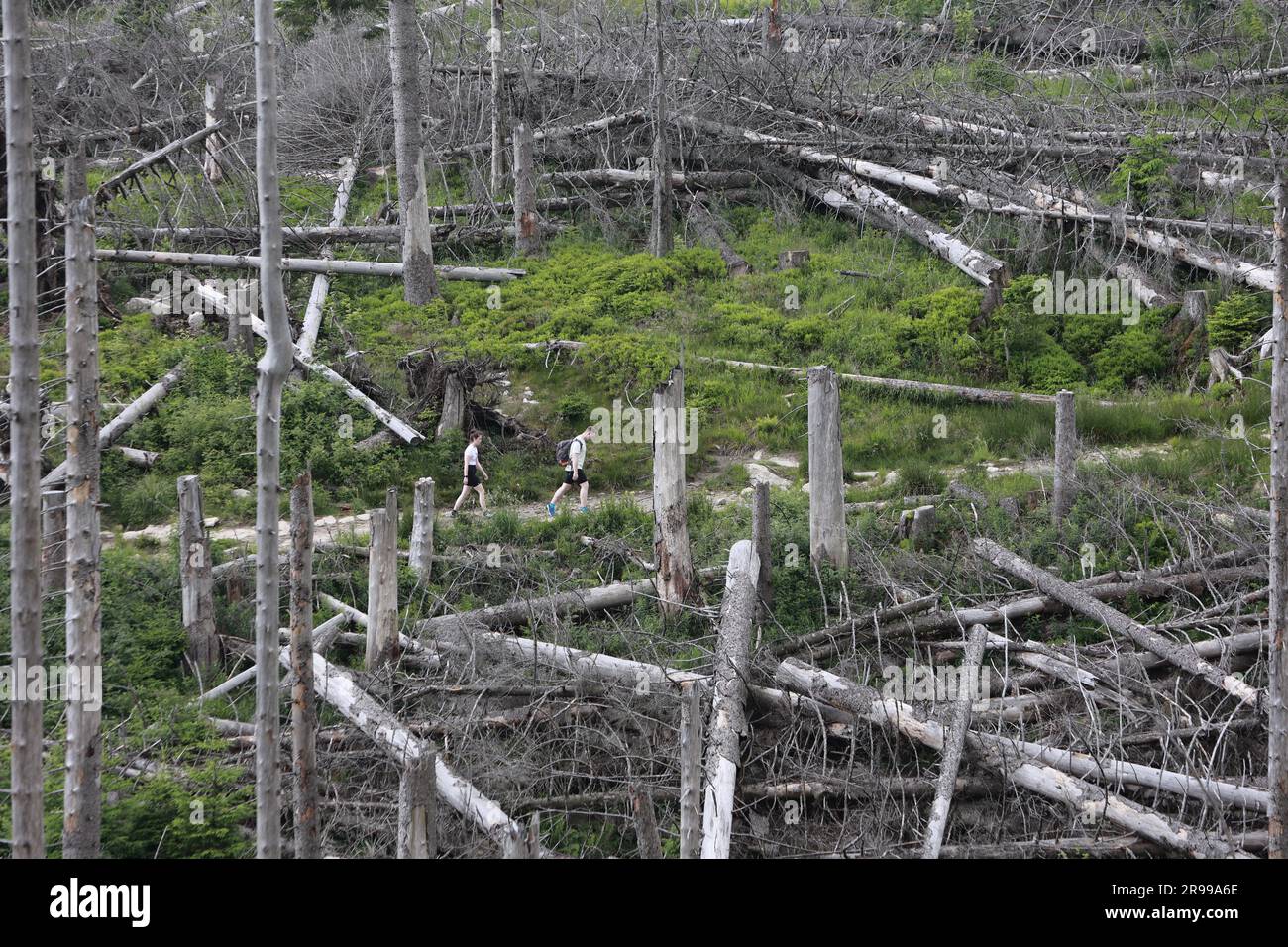 Harz, Germany. 25th June, 2023. Hikers walk past dead trees in the ...
