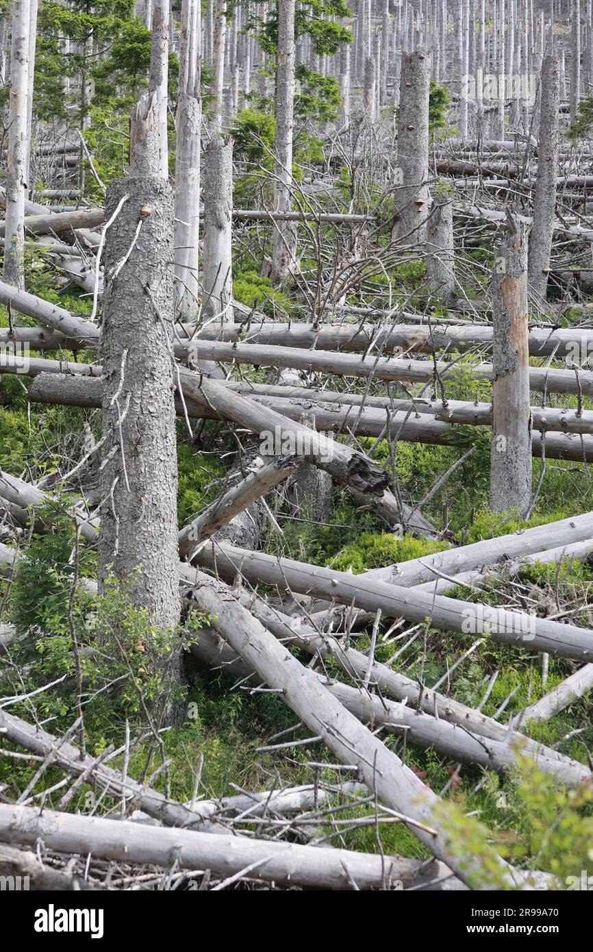 Harz, Germany. 25th June, 2023. View of dead trees in the Brocken area ...