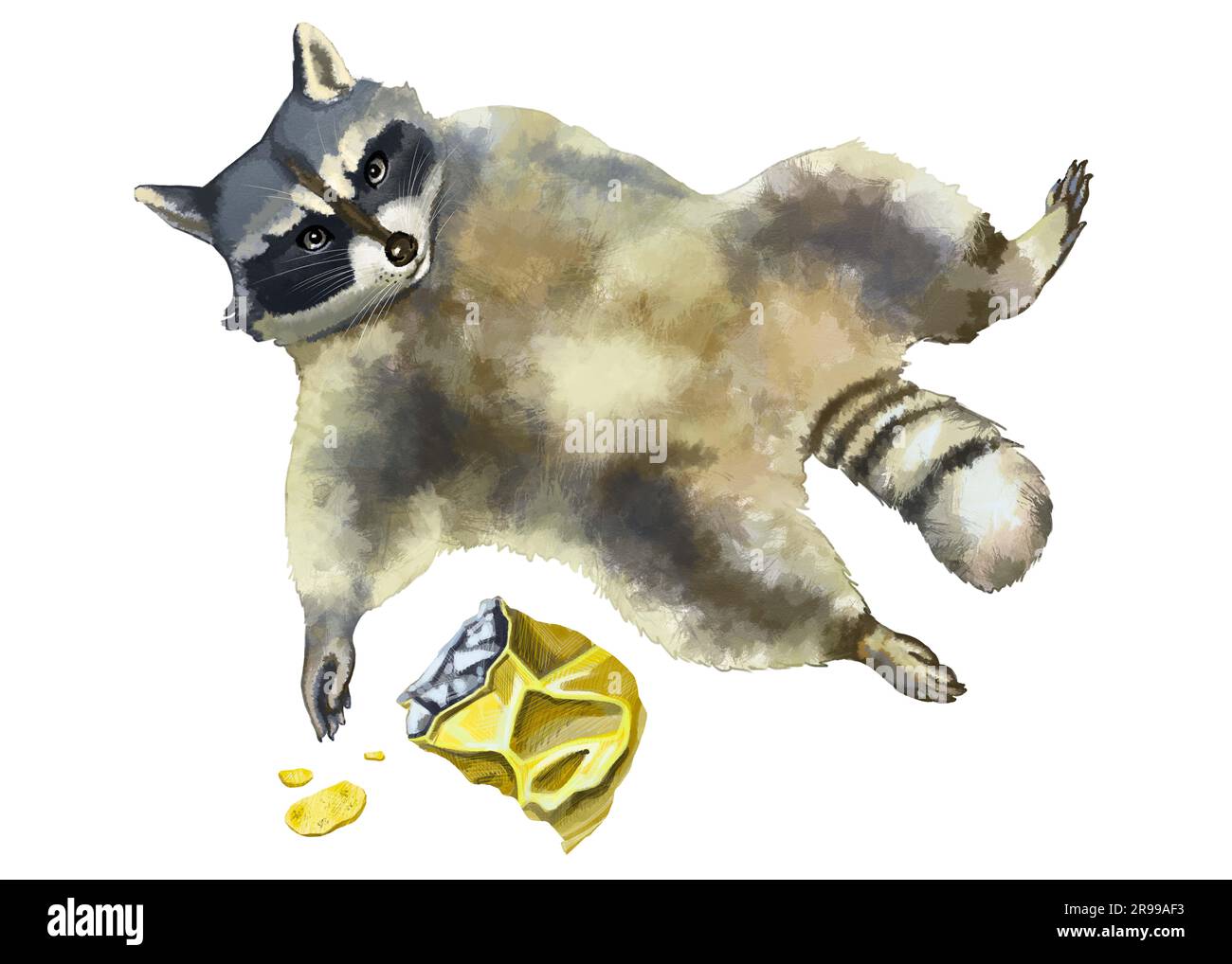 Color illustration of a fat lazy raccoon eating chips. Drawing from the ...