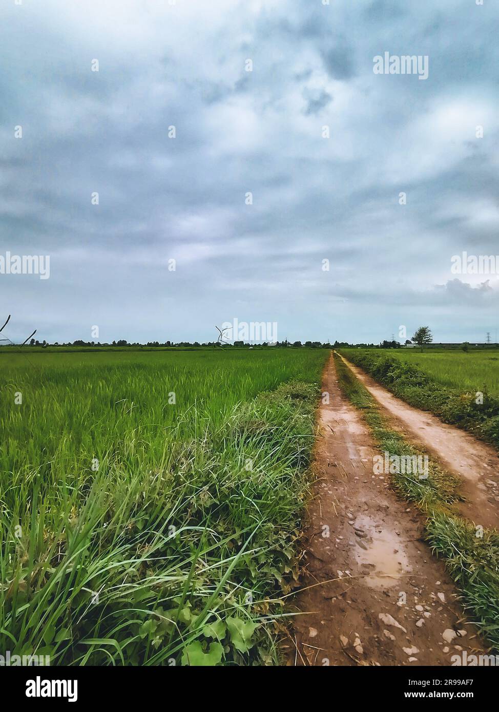 A scenic rural landscape featuring an unpaved road running through an ...