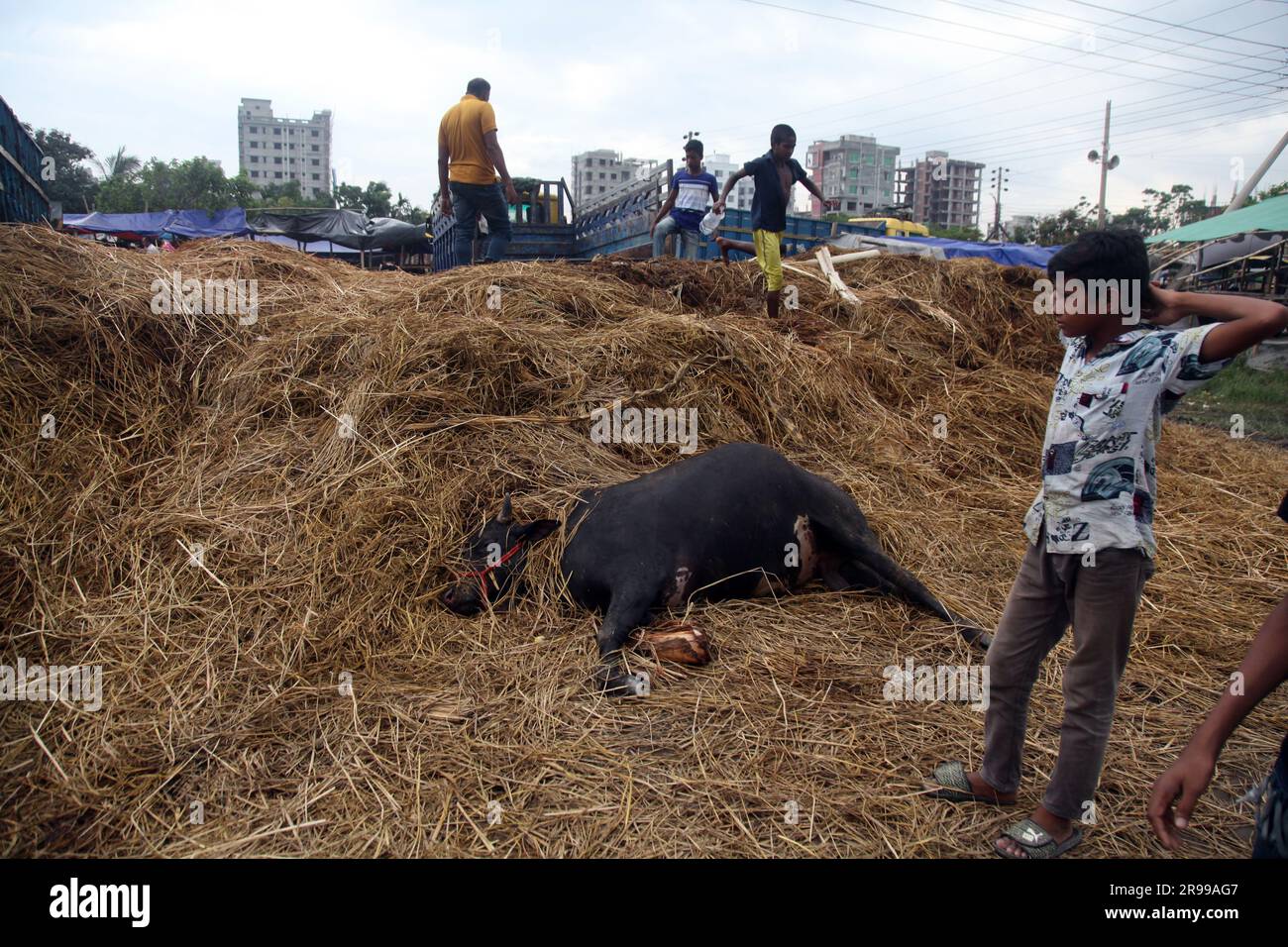 A cow died of strock whiel being unloading from a truck a upcoming Eid ...