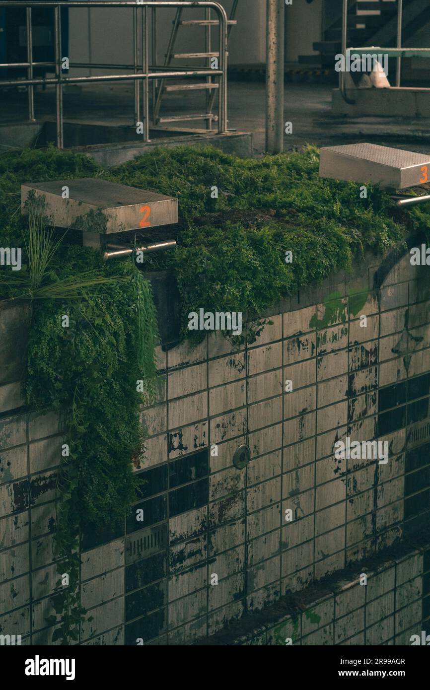 An empty abandoned swimming pool with dirty tiles and vegetation ...