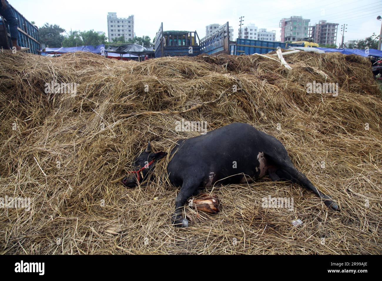 A cow died of strock whiel being unloading from a truck a upcoming Eid ...
