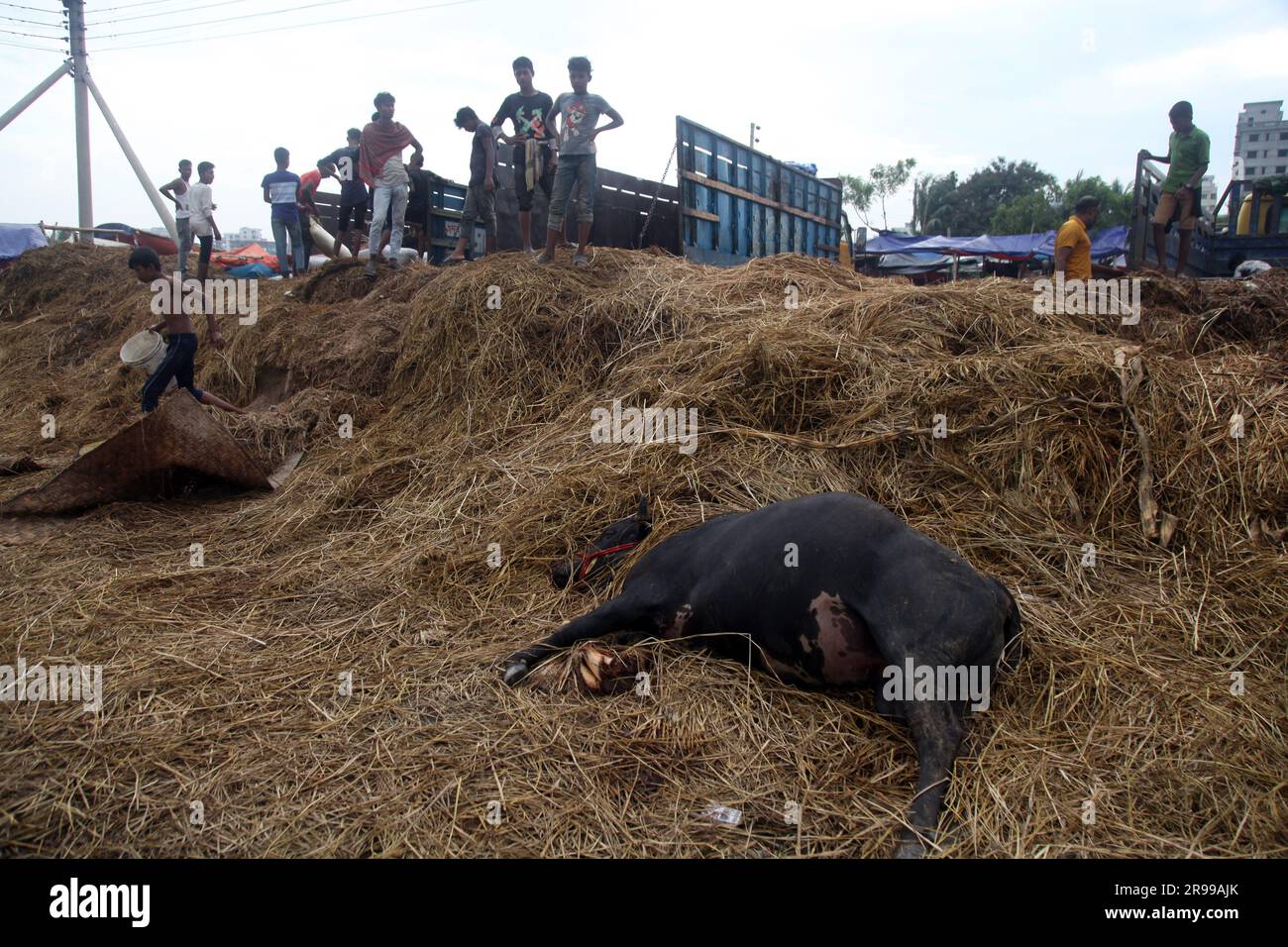 A cow died of strock whiel being unloading from a truck a upcoming Eid ...