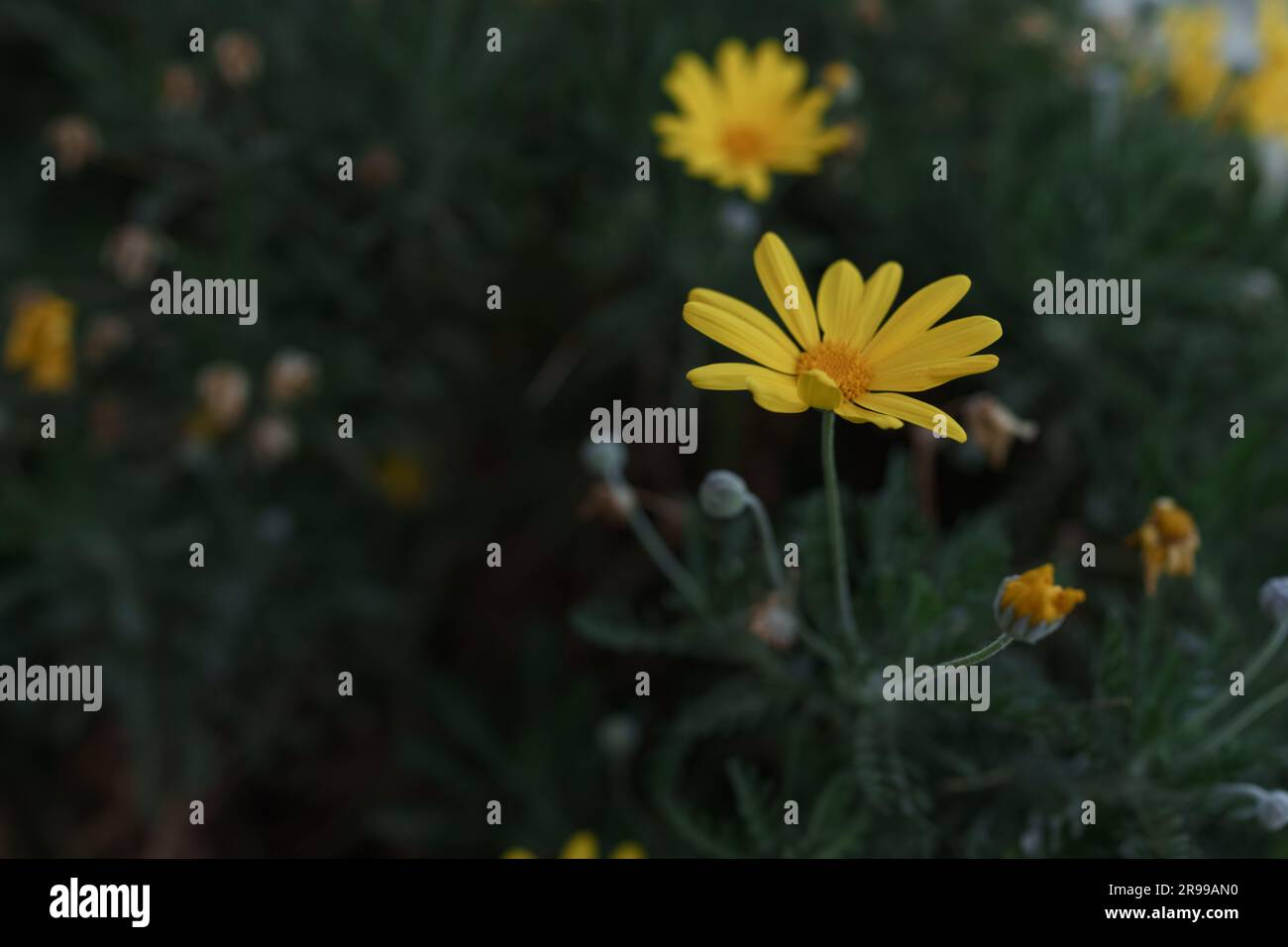 Yellow Flower Background