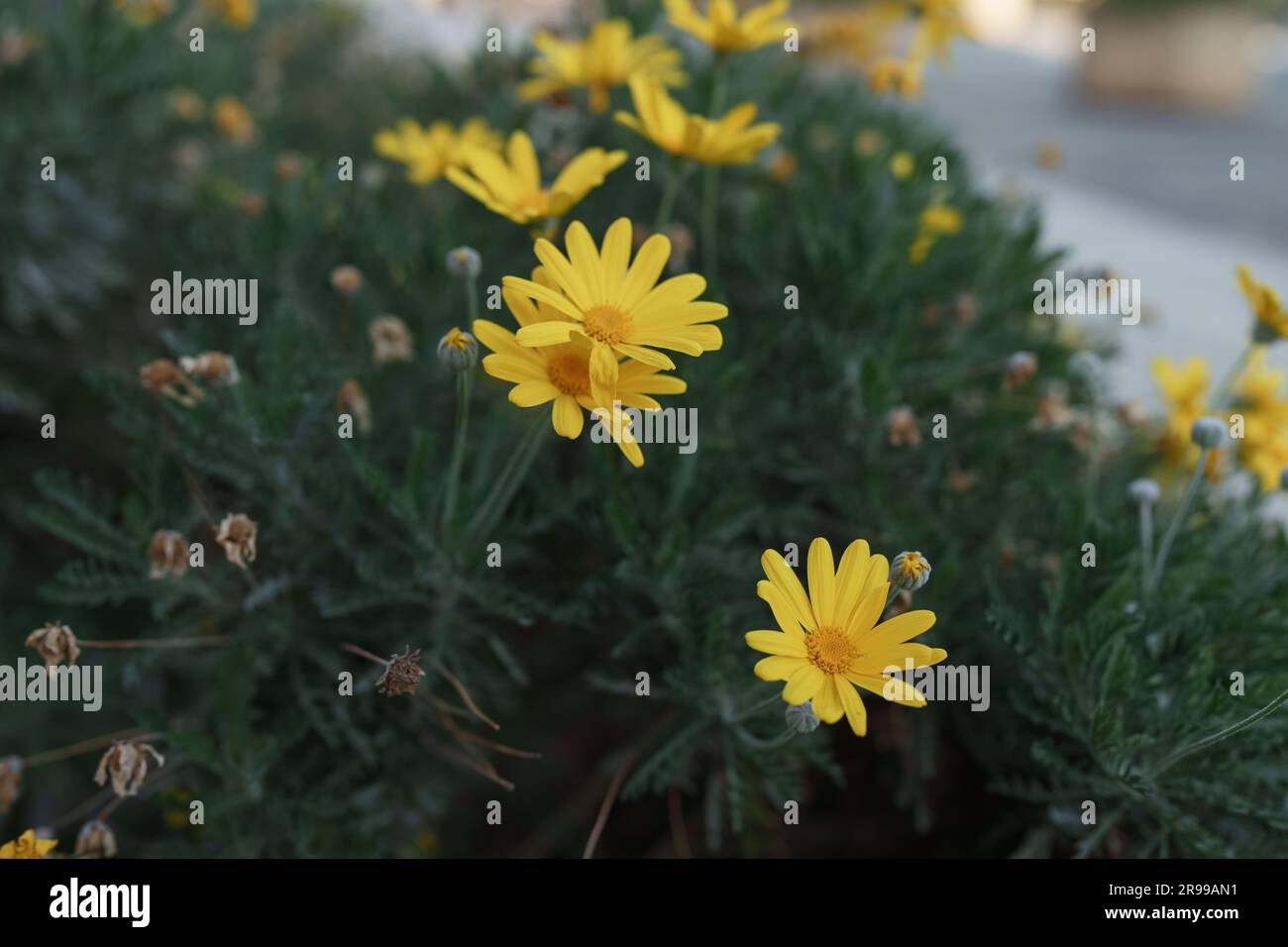 Spring background with beautiful yellow flowers Stock Photo - Alamy