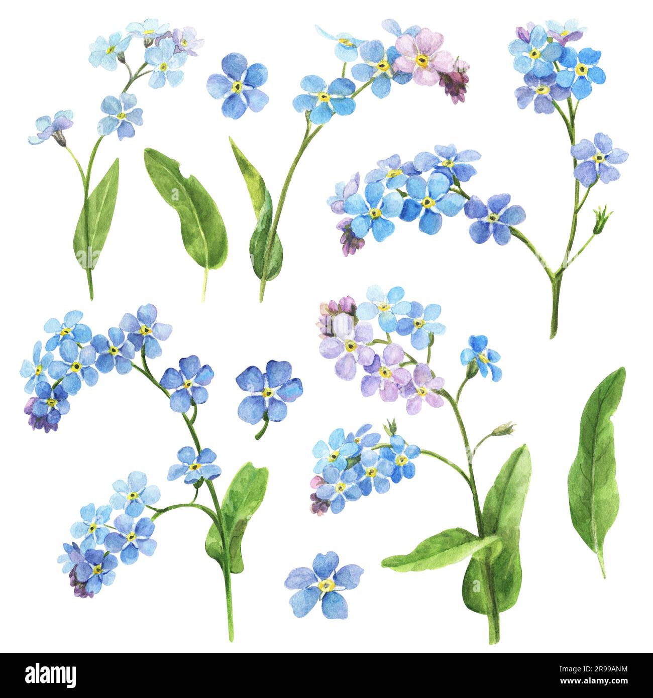 Watercolor set of spring flowers - forget me nots, botanical ...