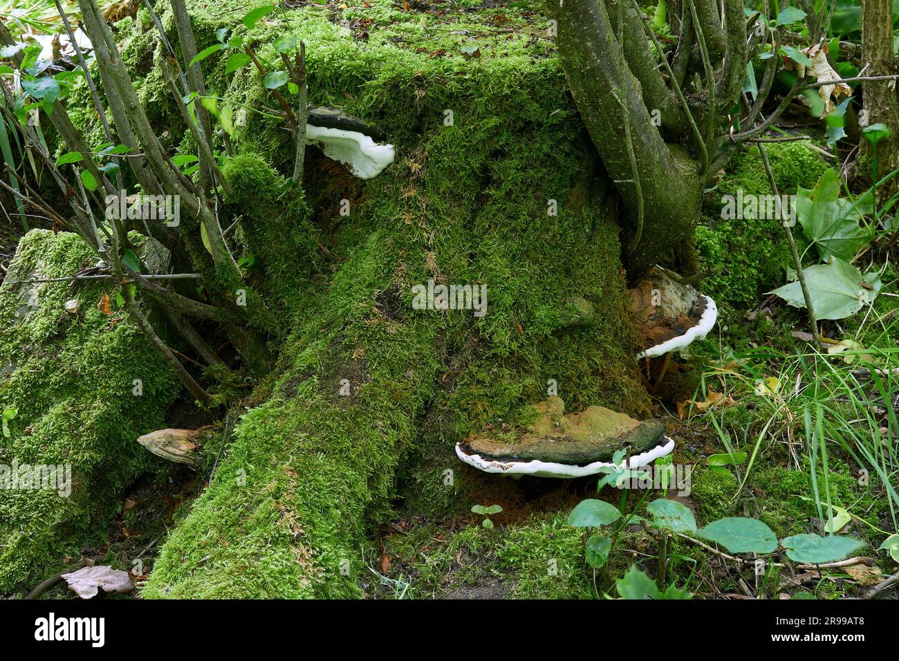 Unidentified Bracket Fungus on old Victoria plum tree stump. At 900ft ...