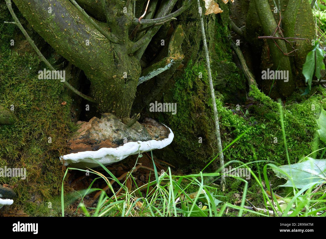 Unidentified Bracket Fungus on old Victoria plum tree stump. At 900ft ...