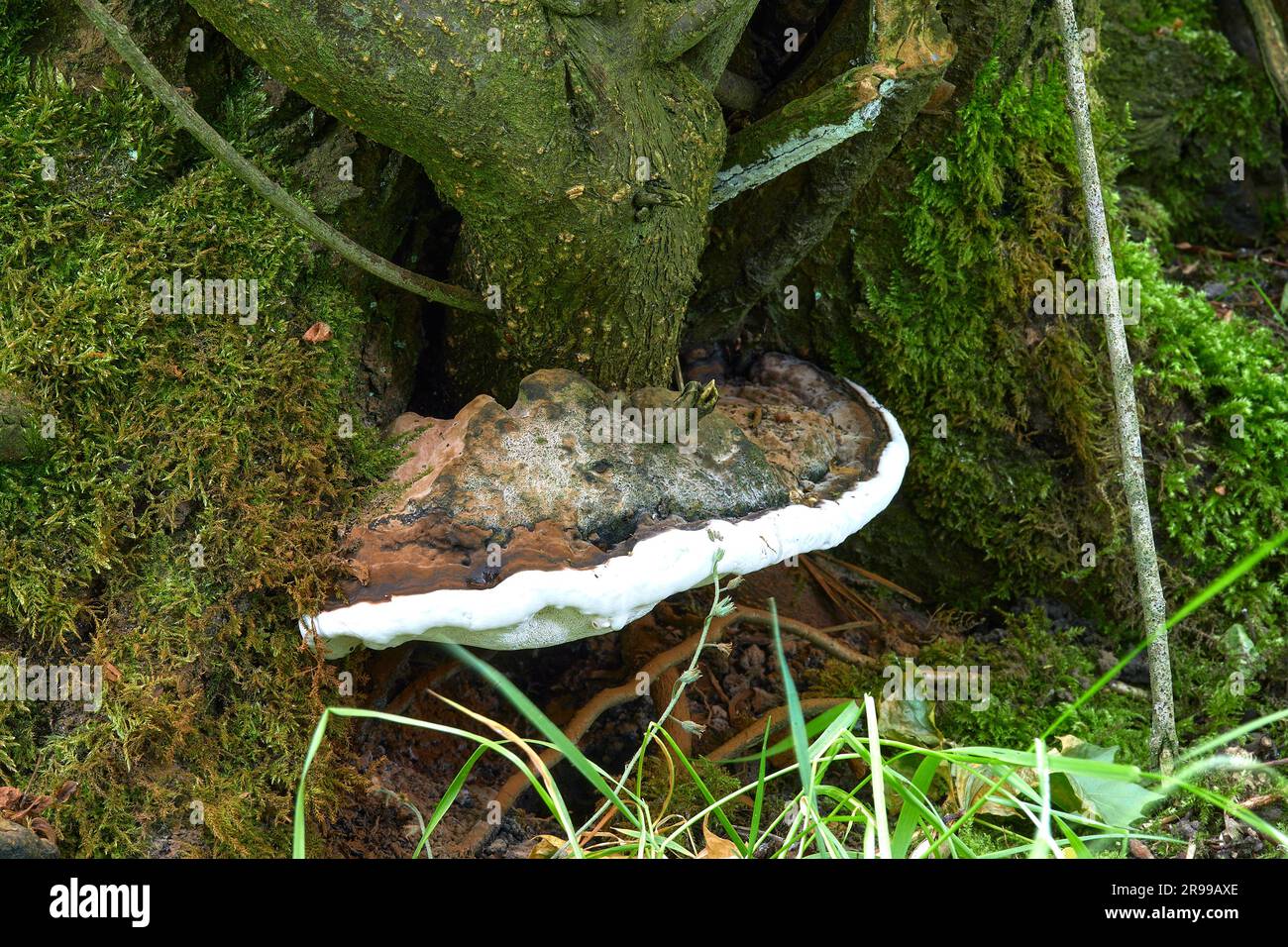 Unidentified Bracket Fungus on old Victoria plum tree stump. At 900ft ...