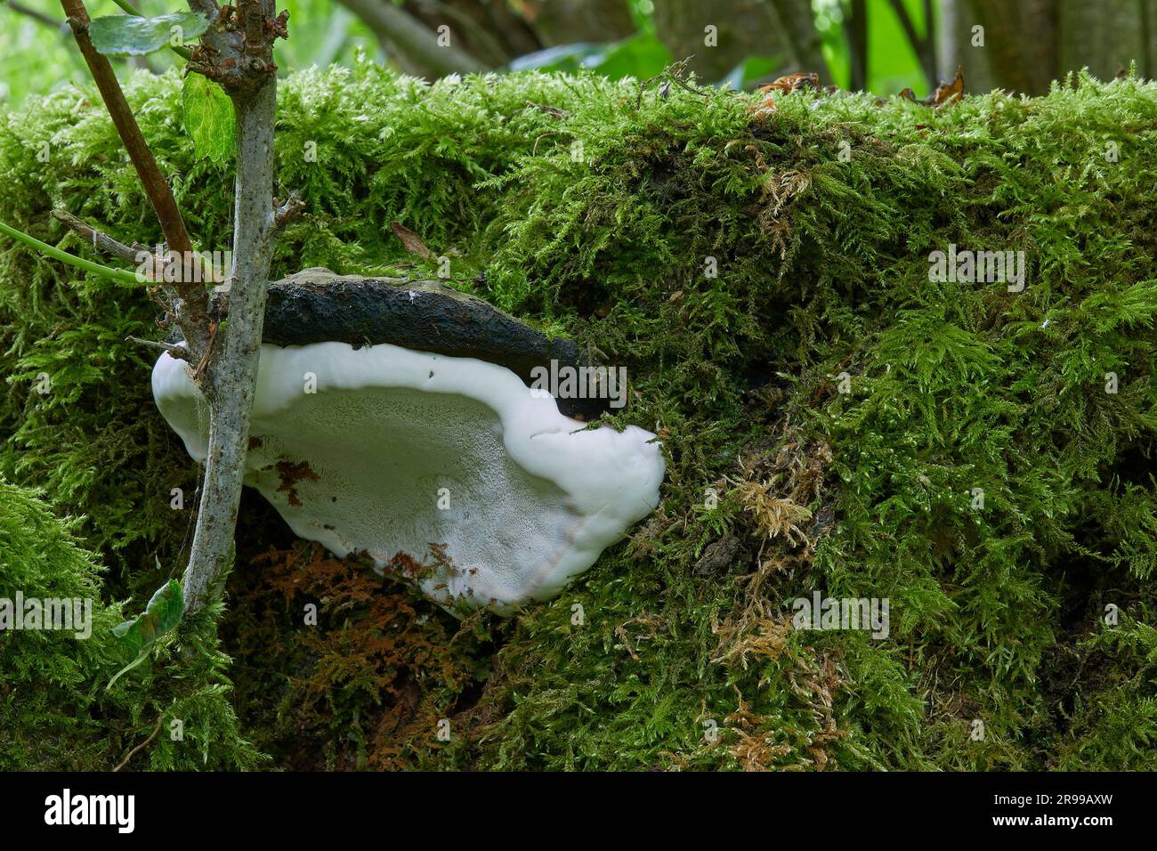 Unidentified Bracket Fungus on old Victoria plum tree stump. At 900ft ...