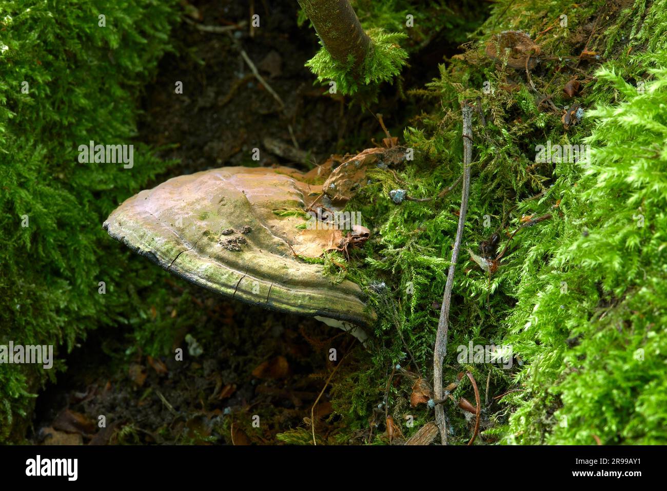 Unidentified Bracket Fungus on old Victoria plum tree stump. At 900ft ...