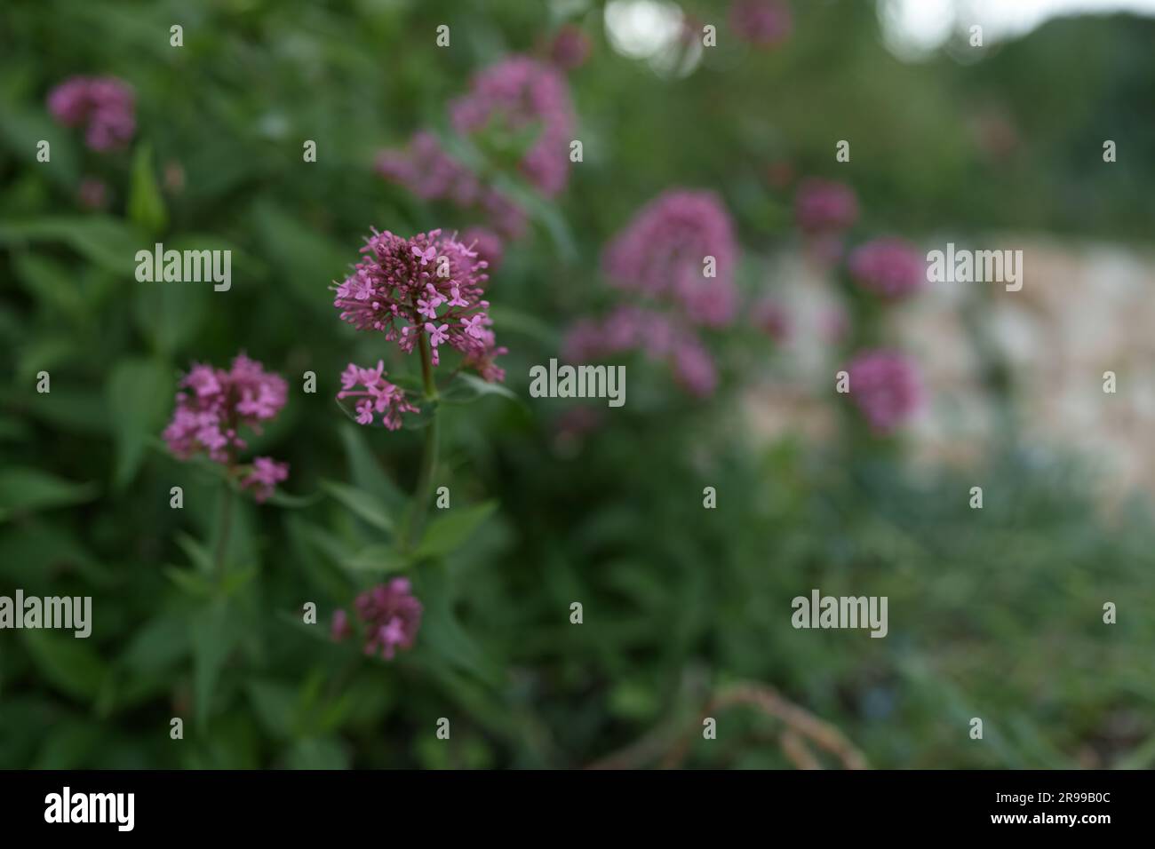 Purple verbena flowers blossom in march in Provence, shallow focus ...