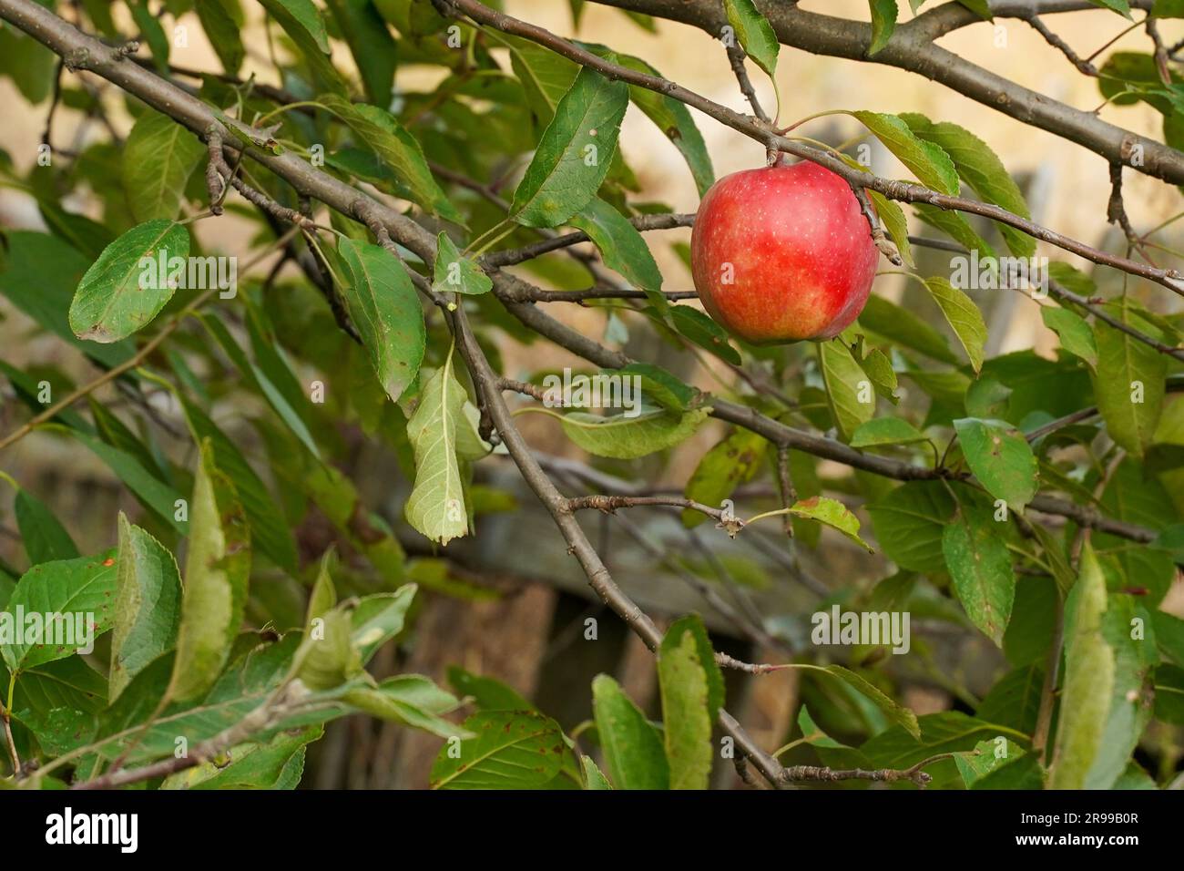 Lone apple hi-res stock photography and images - Alamy