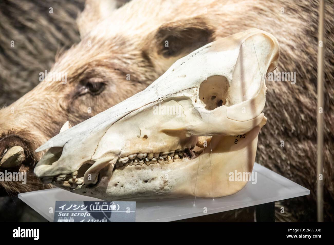 Razorback Boar Skull