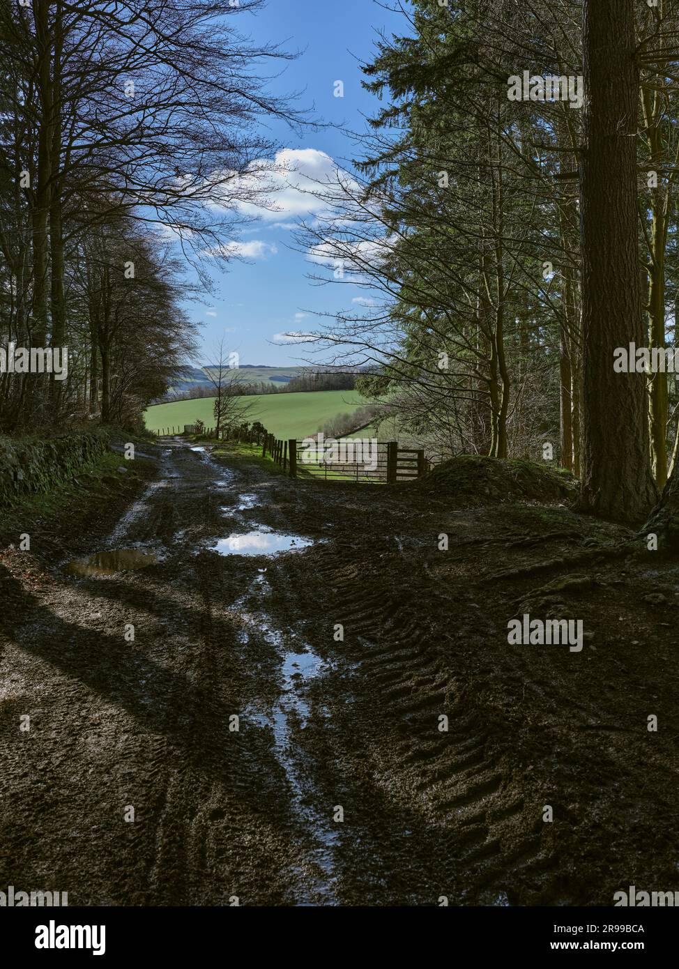 In shadow the woodland track leads through a forest plantaton. Selkirk ...