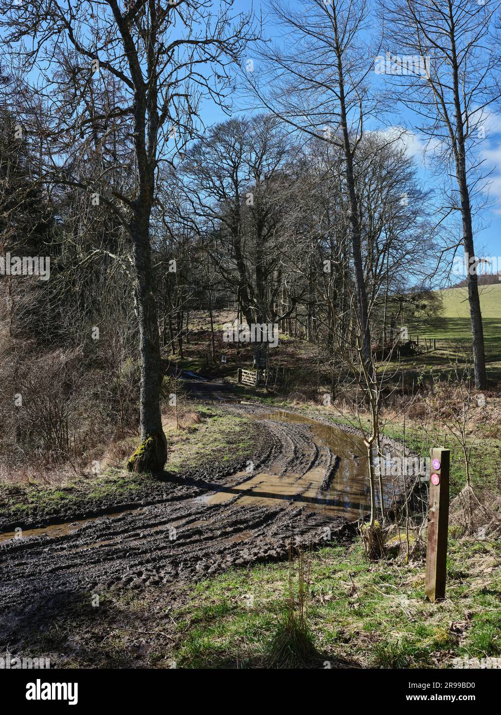 In shadow the woodland track leads through a forest plantaton. Selkirk ...