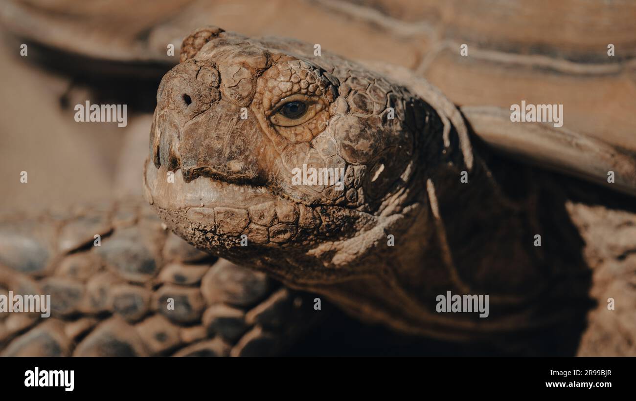 a beautiful portrait of an old turtle on the ground with a blurry ...