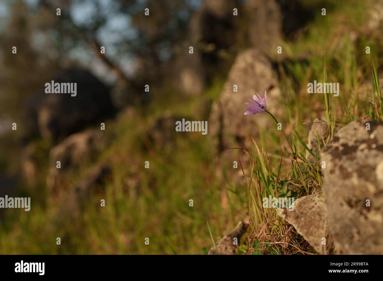 Margarita flower hi-res stock photography and images - Alamy